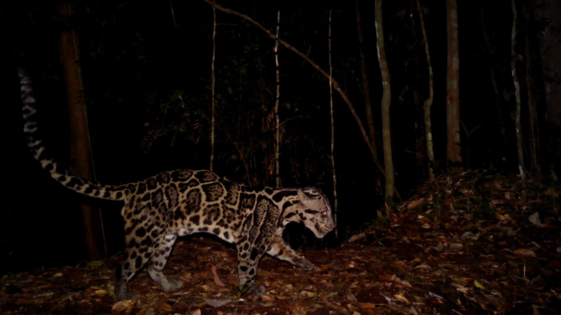 Clouded Leopard – SINTAS Indonesia