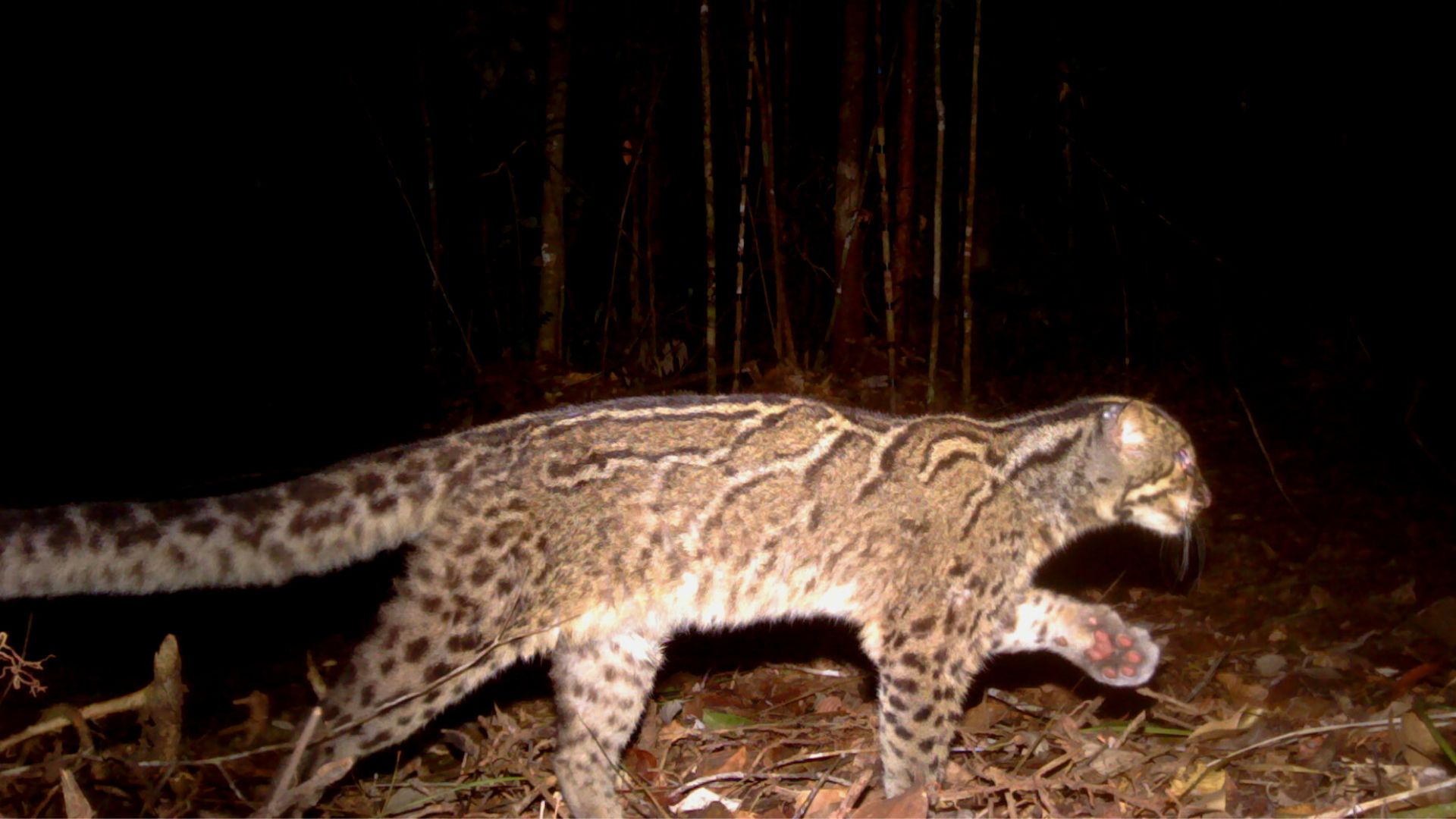 Marbled Cat – SINTAS Indonesia